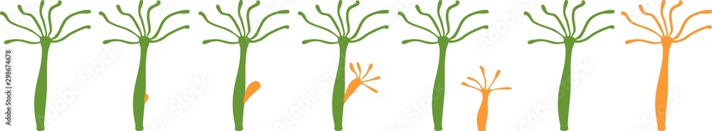 Hydra Asexual Reproduction (Budding) Scheme. Educational material for ...