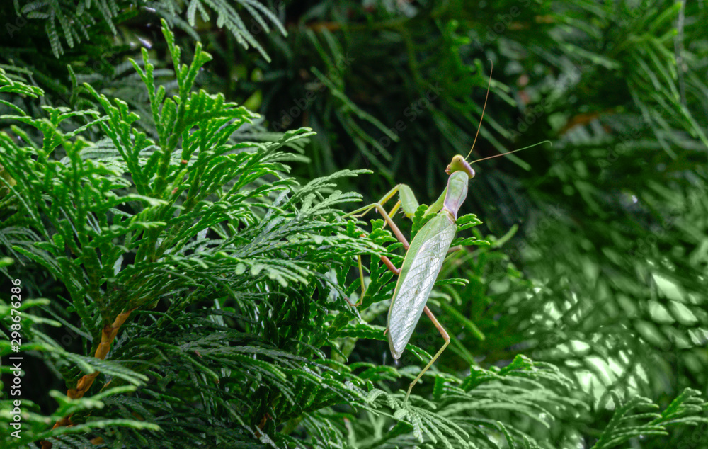 Praying Mantis Habitat