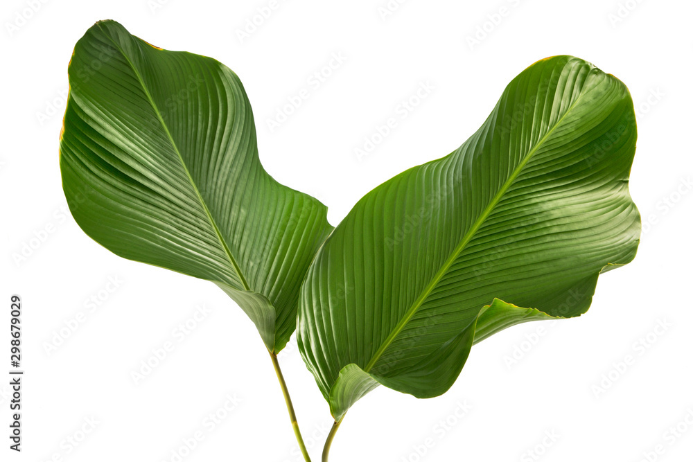 Calathea lutea leaf(Cigar Calathea, Cuban Cigar),Calathea leaf,Exotic ...