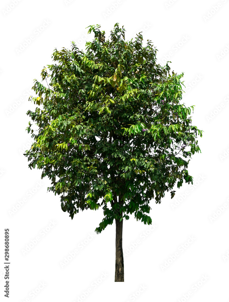 Lagerstroemia Speciosa tree isolated on white background with clipping ...