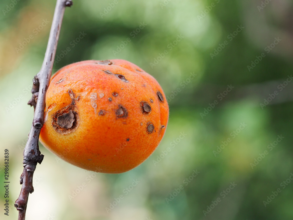 Apricot with dark scabby blotches on branch, infected with coryneum ...