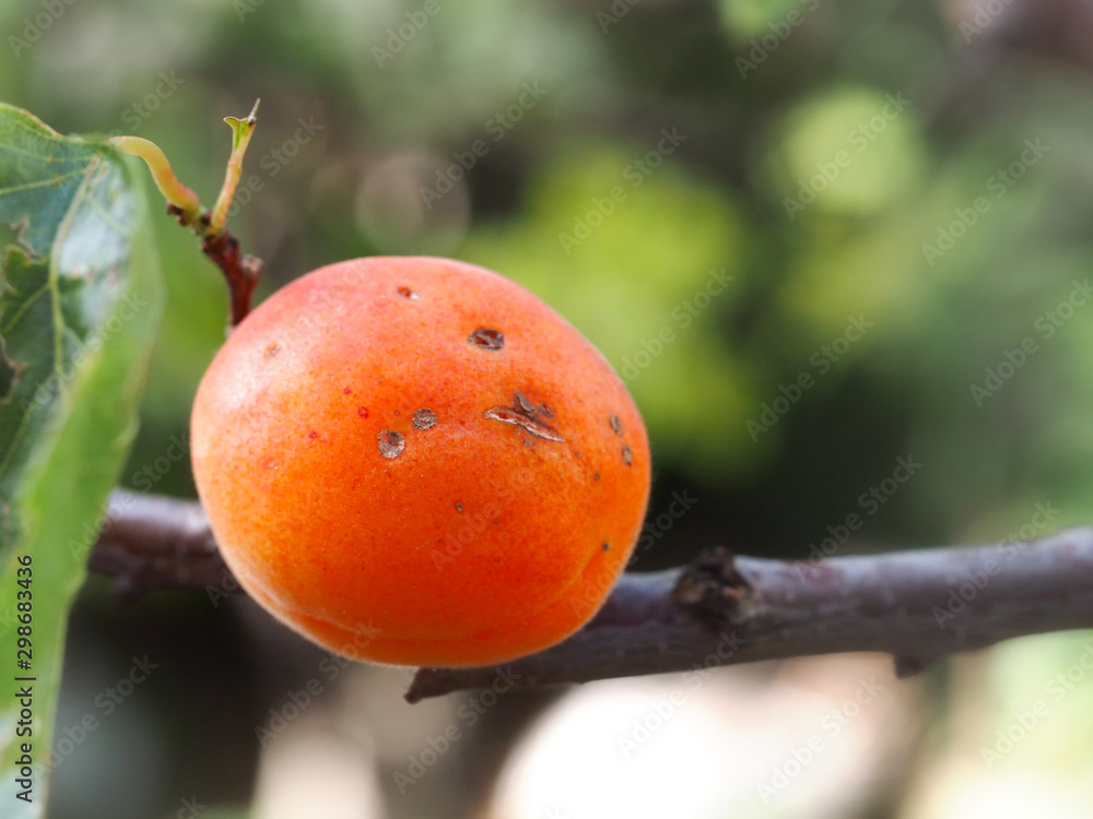 Apricot with dark scabby blotches on branch, infected with coryneum ...