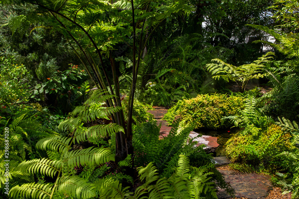 Garden forest ferns,Philodendron,Ixora chinensis,Begonia, Ficus ...