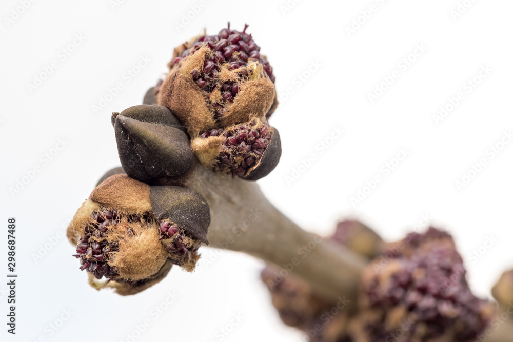 Macro image of a budding springtime tree showing detail of the ...