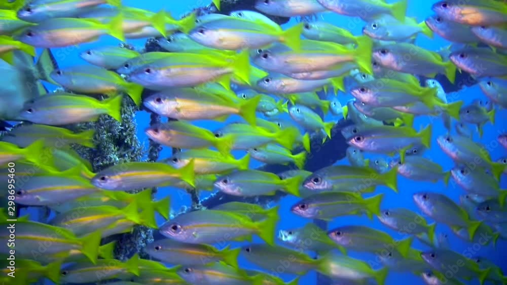 Shoal Of Yellowfin Goatfish, Mulloidichthys Vanicolensis On Wreck ...