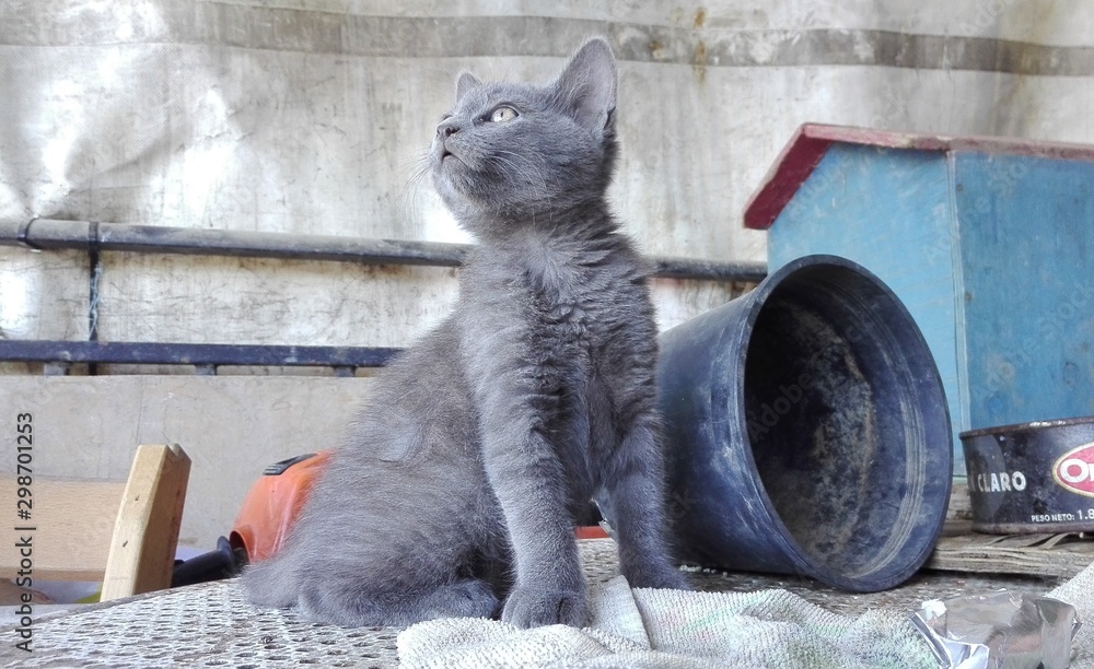 El gato atento a los sonidos Stock Photo | Adobe Stock