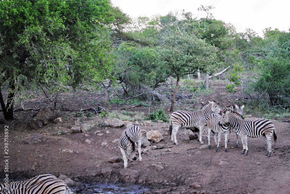 Wild zebras while on safari in South African nature reserve Stock Photo ...