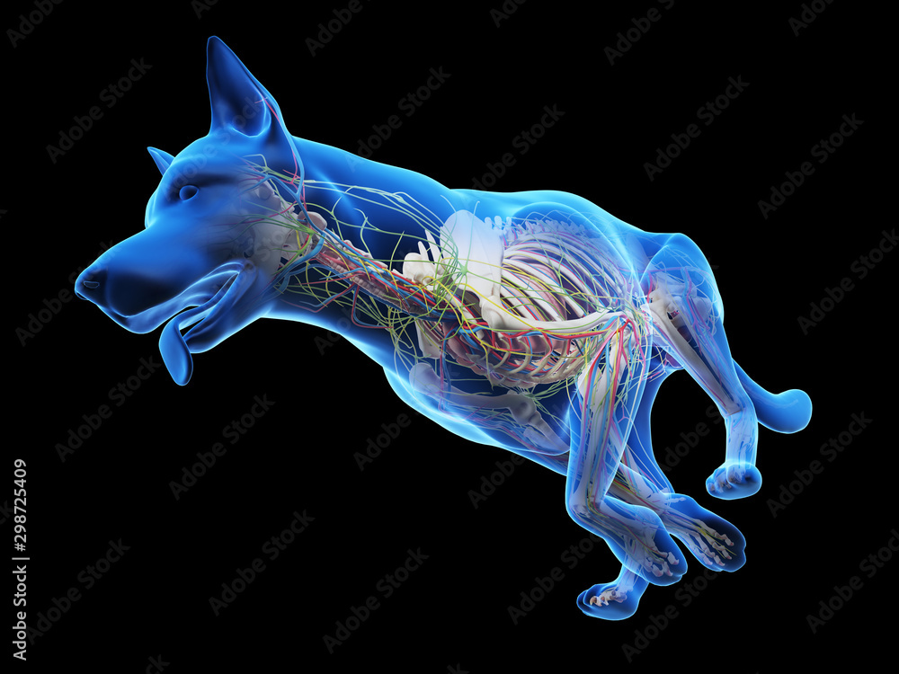 3d rendered medically accurate illustration of a dogs internal anatomy ...