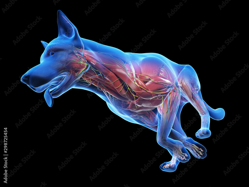 3d rendered medically accurate illustration of a dogs anatomy Stock ...