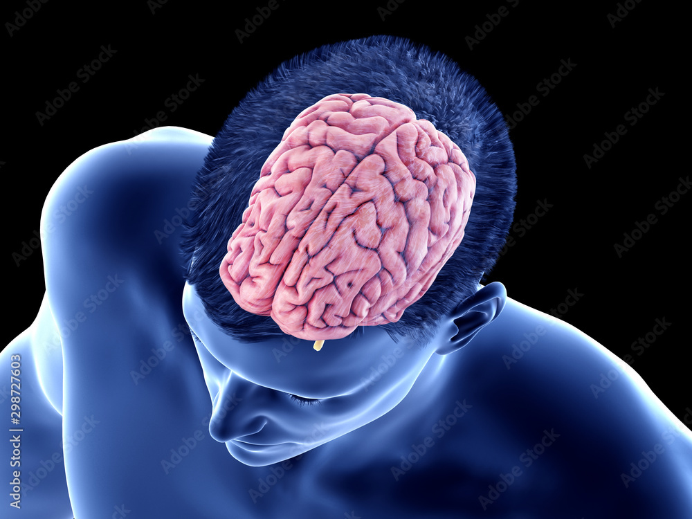 3d rendered medically accurate illustration of the brain anatomy - the ...