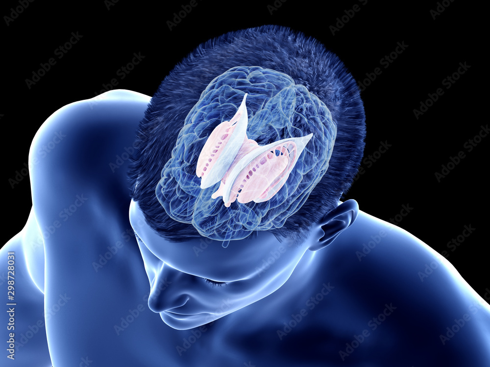 3d rendered medically accurate illustration of the brain anatomy - the ...