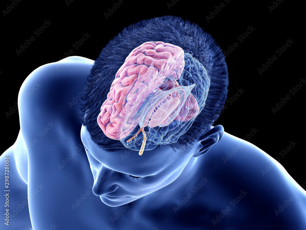 3d rendered medically accurate illustration of the brain anatomy - the ...