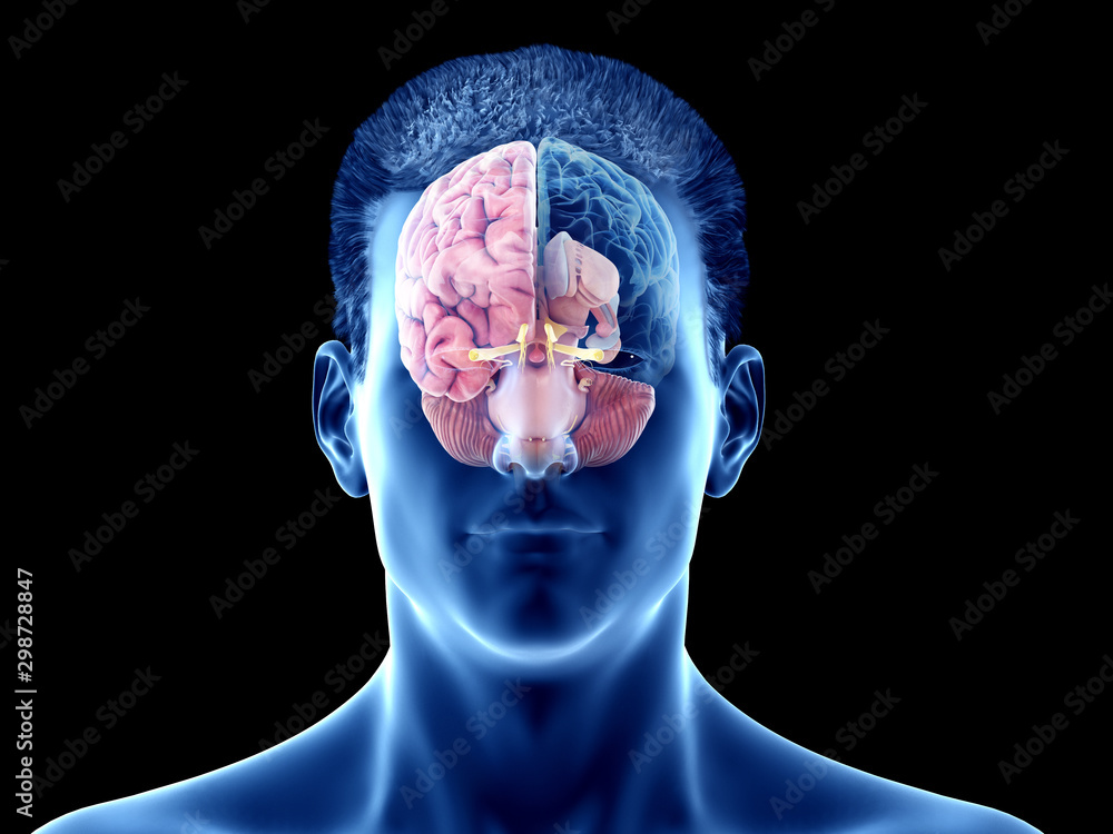 3d rendered medically accurate illustration of the brain anatomy - the ...