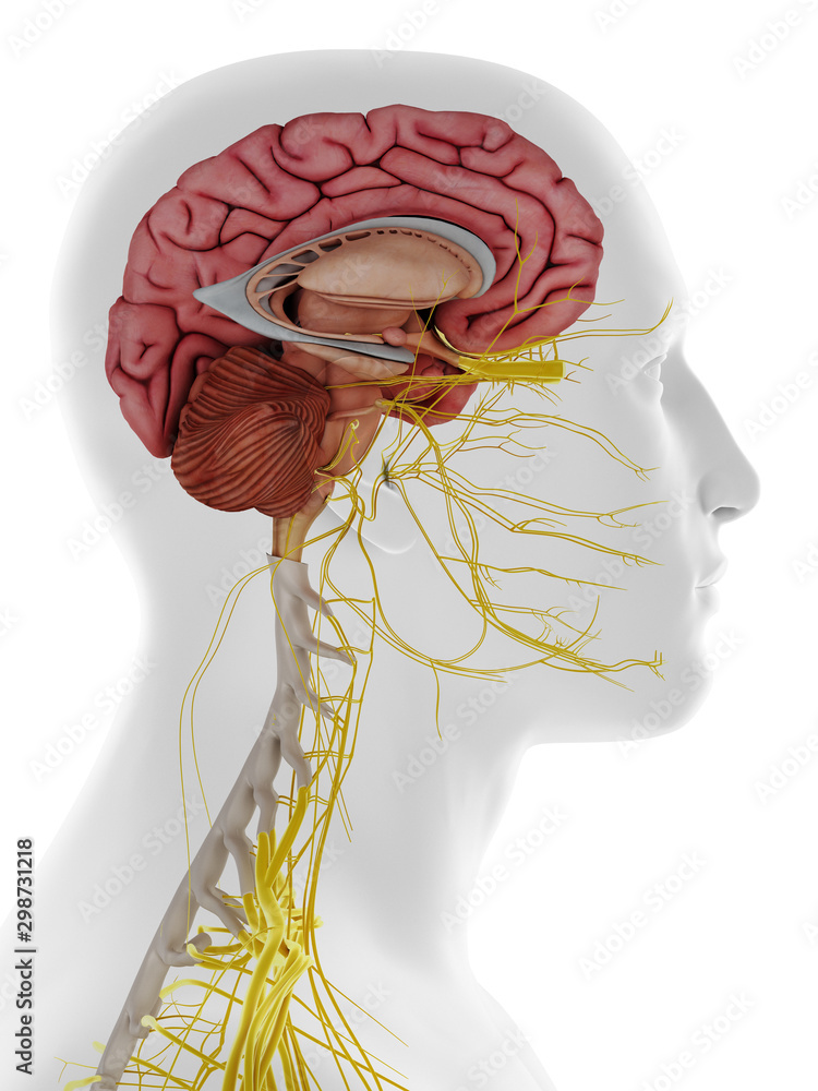 3d rendered medically accurate illustration of the lateral internal ...