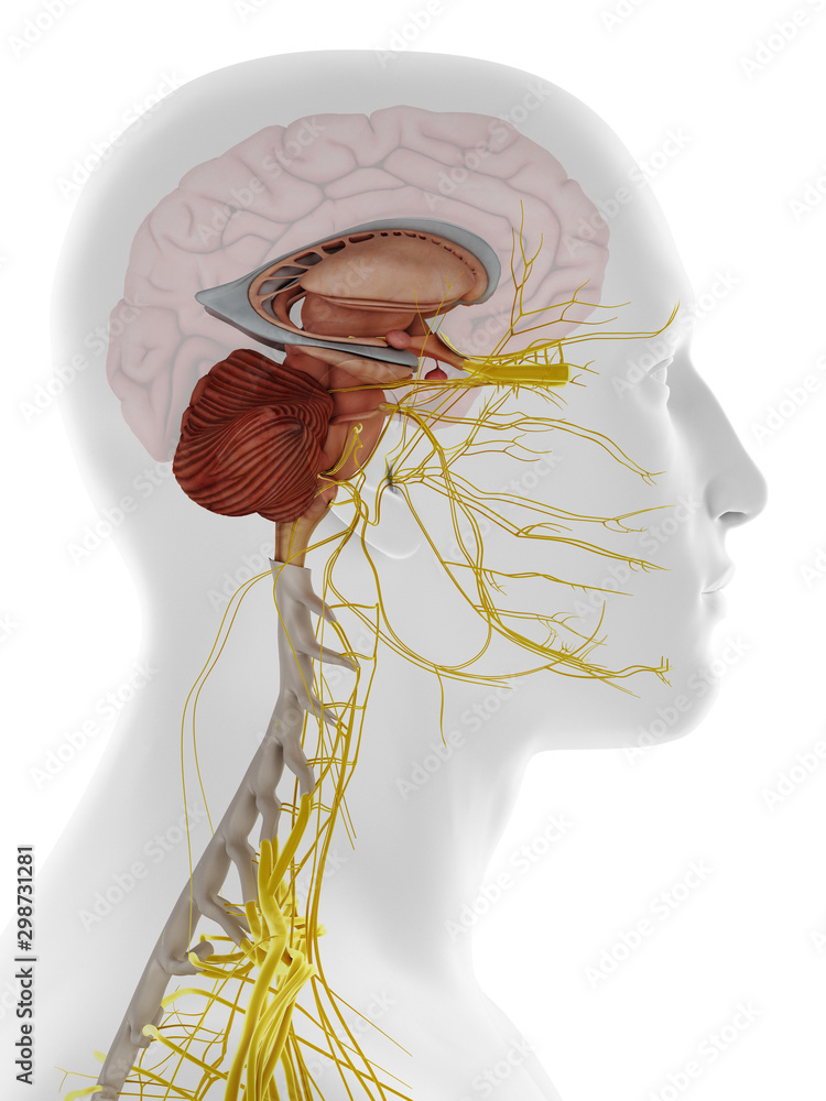 3d rendered medically accurate illustration of a lateral view of the ...
