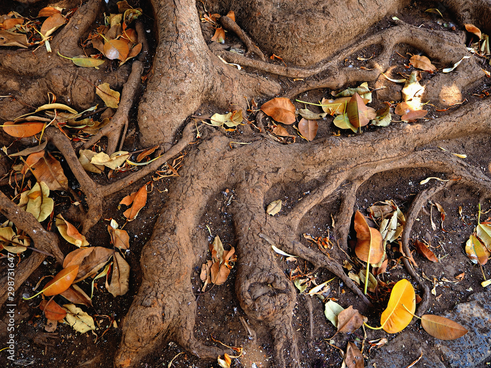 thick tree roots of a canarian rubber tree in plan view and detaille ...