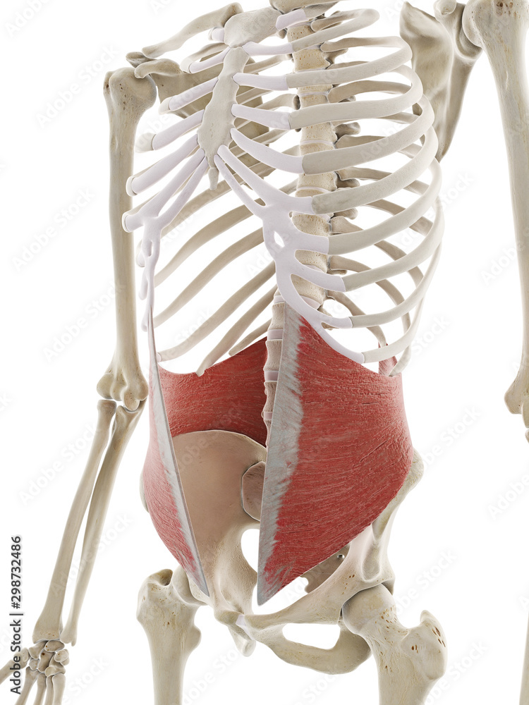 3d rendered medically accurate illustration of the internal oblique ...