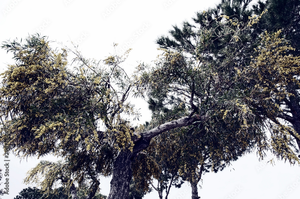 Apical branches of a tree with a paintbrush effect. Crown of a ...