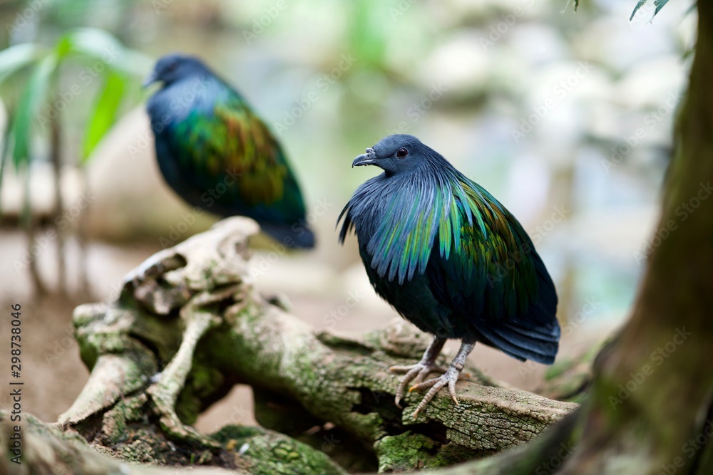 Aves Exoticas
