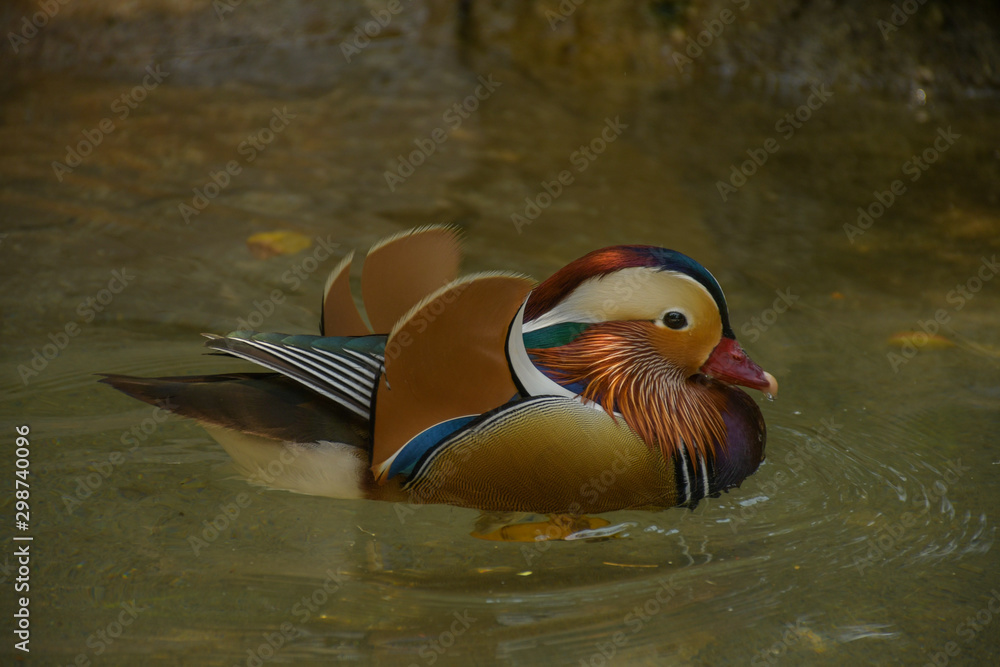 pato joyuyo también conocido como pato de la Florida cuyo nombre ...