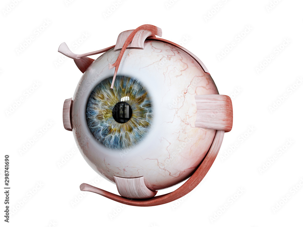 3d rendered medically accurate illustration of the human eye muscles ...