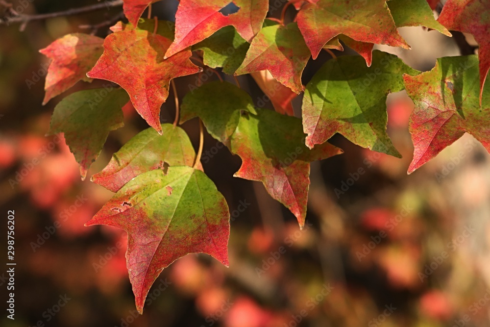 Three lobed green to red coloured autumn leaves of Trident maple tree ...