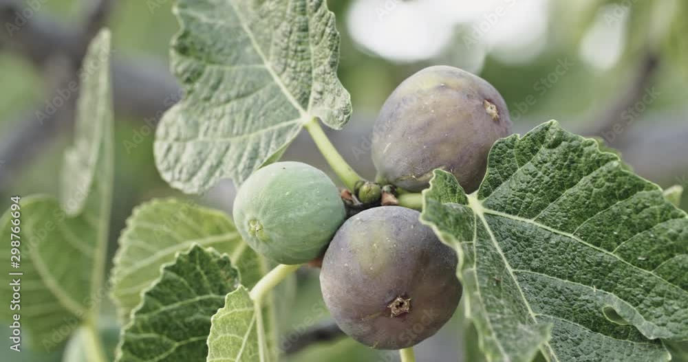 Fig fruit (Ficus carica) ripening on a tree branch in Andalusia, Spain ...