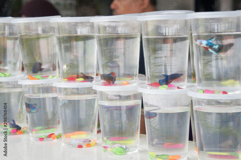 The colorful fighting fish is individually separated in different small ...