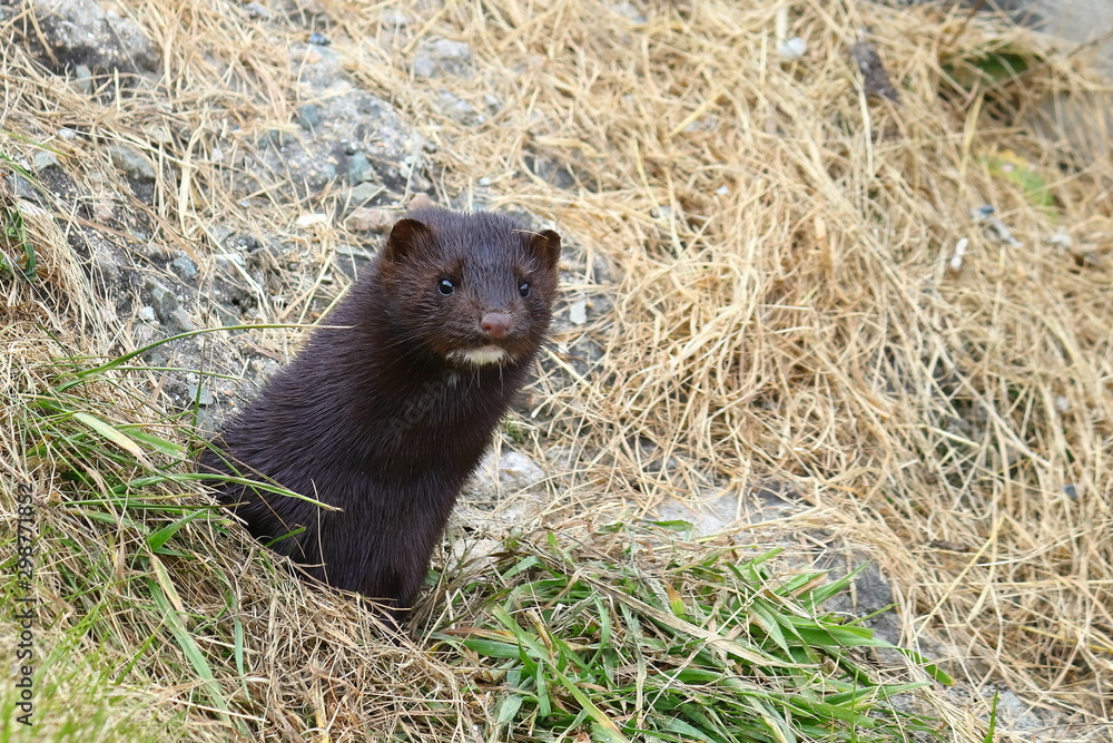 Mink looking from burrow. Mustela lutreola - wild predatory furry ...