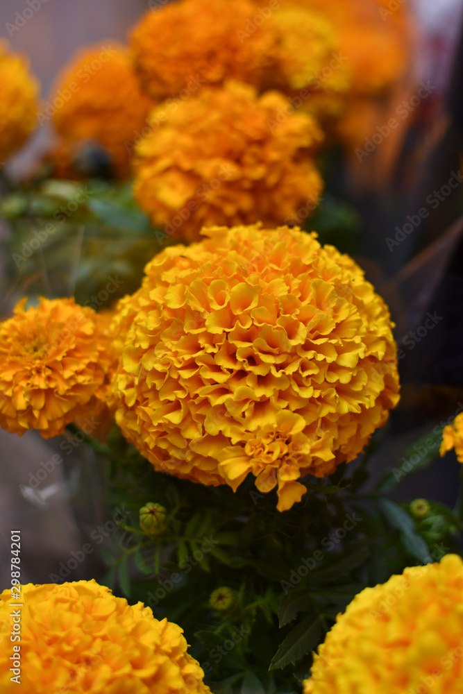 Tagetes erecta, llamada comúnmente tagete, y conocida en México como ...