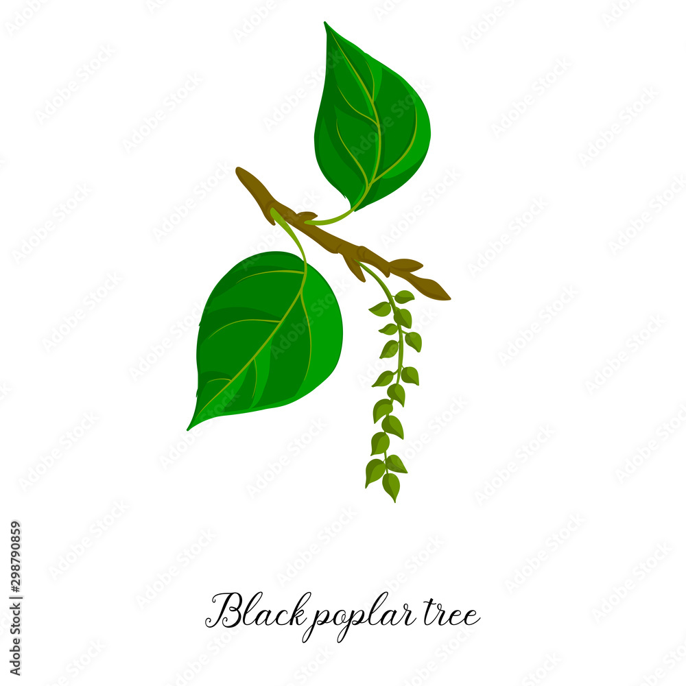 vector drawing branch of black poplar tree Stock Vector | Adobe Stock
