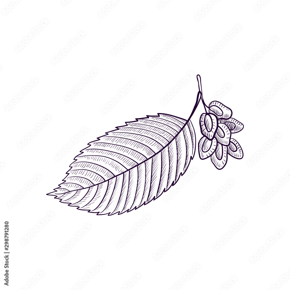vector drawing branch of elm tree Stock Vector | Adobe Stock