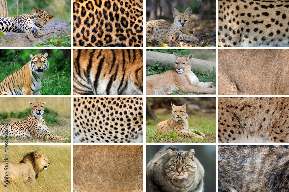 Collection of eight animals and their true skin textures Stock Photo ...