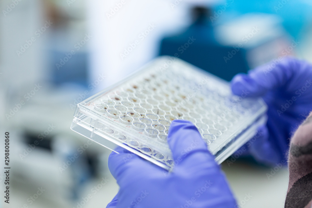 Study of fish blood composition with 96 wells microplate for laboratory ...