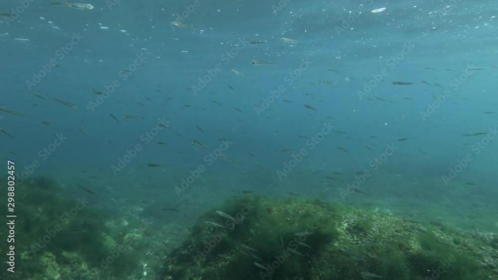 A large school of fish sand smelt or silverside swim over reef on ...