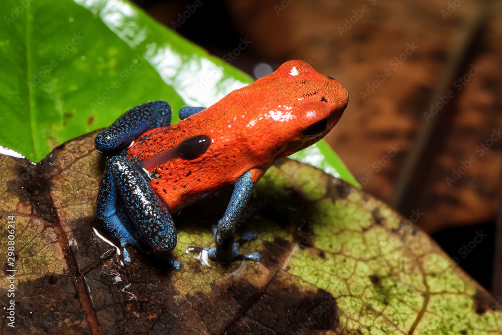 Beautiful and colorful macro image of a blue jeans poison dart frog ...