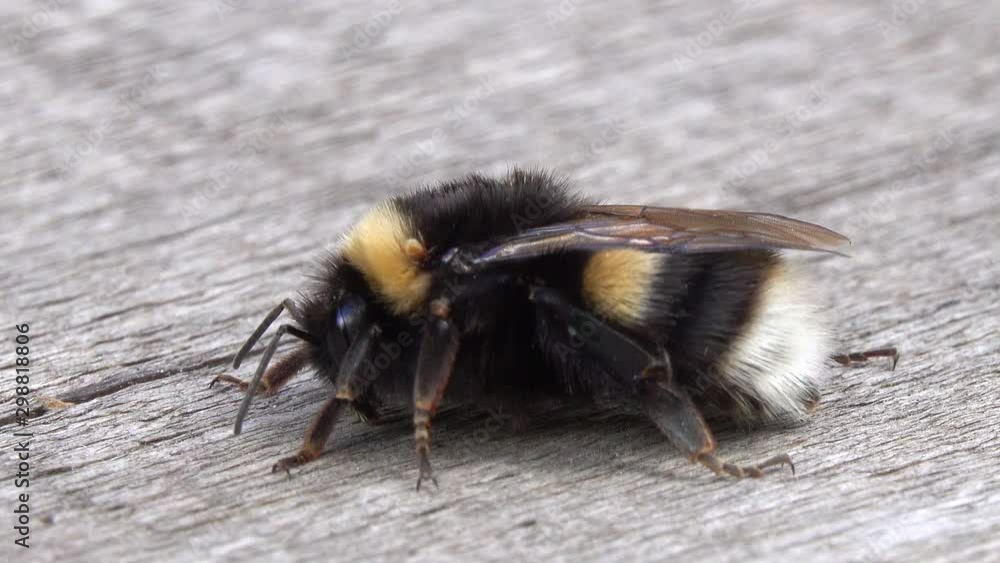 Bumblebee suffers from parasites. Ixodid Ticks stuck to the body of a ...