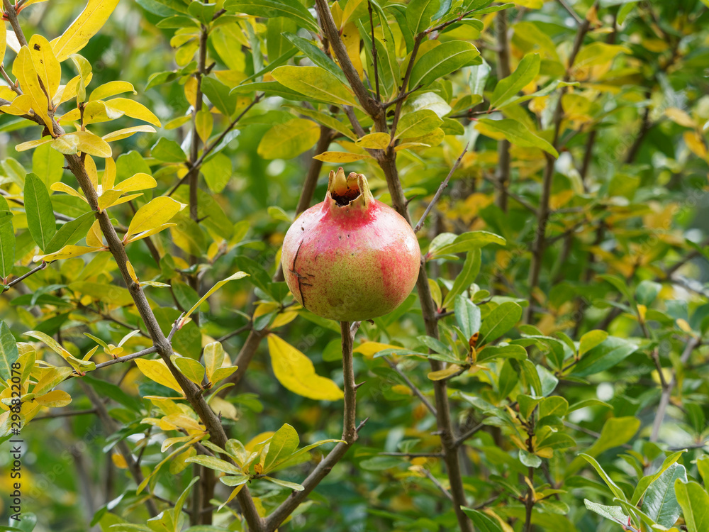 Foto de Punica granatum | Une grenade en forme de grosse baie pulpeuse ...