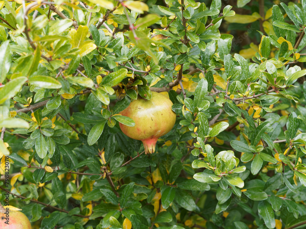 Punica granatum | Une grenade en forme de grosse baie pulpeuse teintée ...
