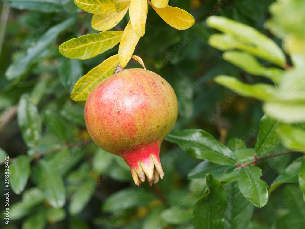 Punica granatum | Une grenade en forme de grosse baie pulpeuse teintée ...