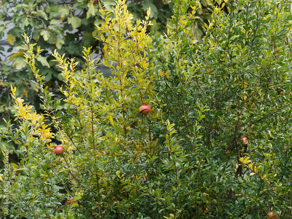 Punica granatum | Grenadier commun ou grenadier à fruits, un arbre ...