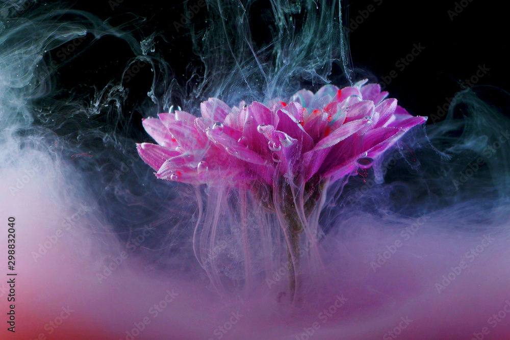 Flower under water and spray pink, color explosion concept, bright idea ...