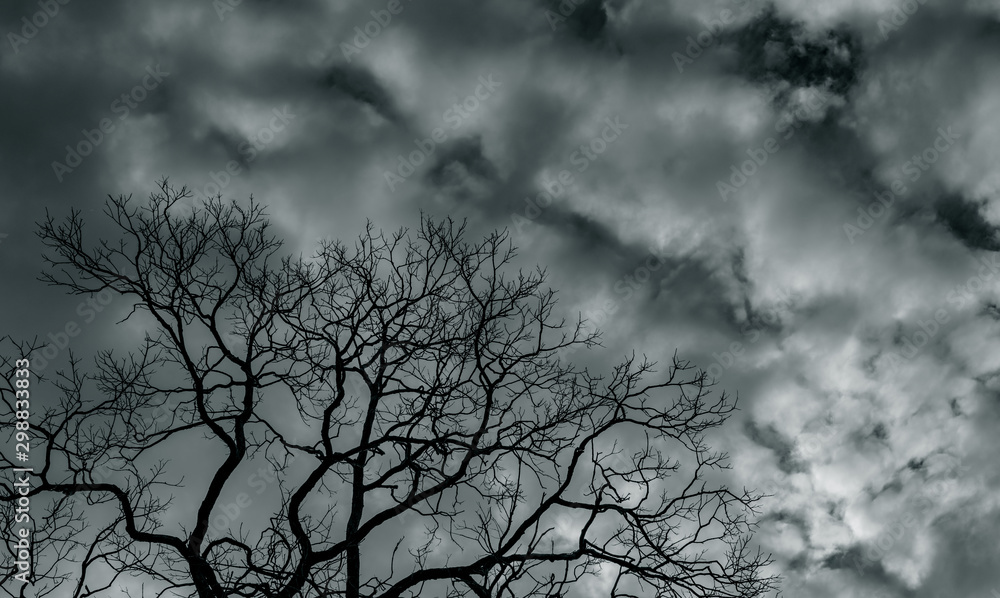 Silhouette dead tree and branch on grey sky background. Black branches ...