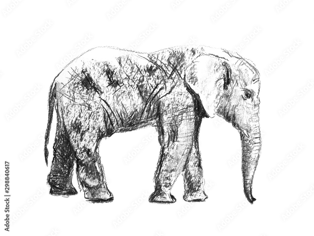 Charcoal Drawings Of Elephants