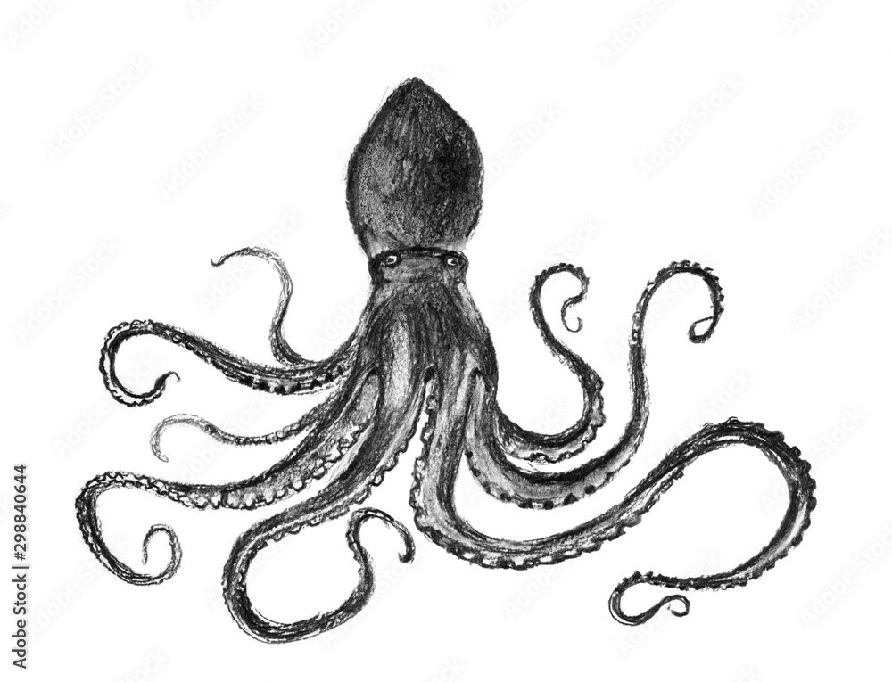 Octopus Pencil Sketch