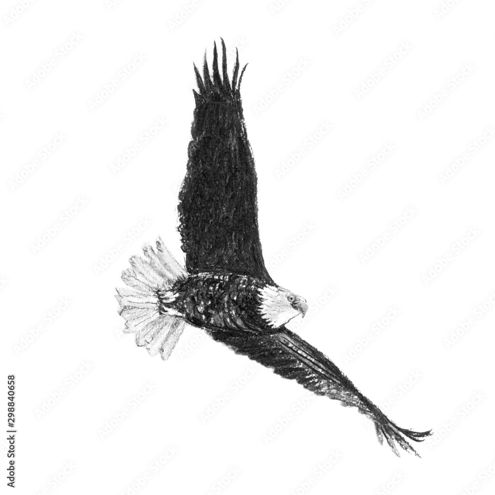 Eagle Flying Pencil Drawing
