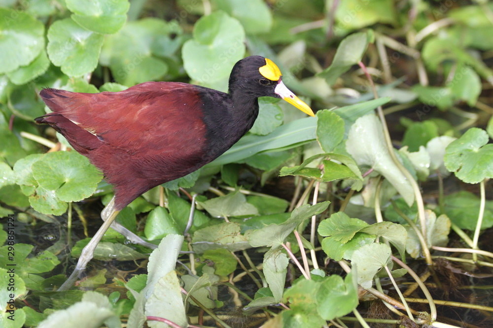 Jacana noir Stock Photo | Adobe Stock