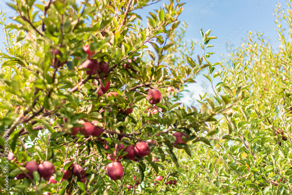 Fruit trees with harvest ripe red and greed apples in a modern Lebanese ...