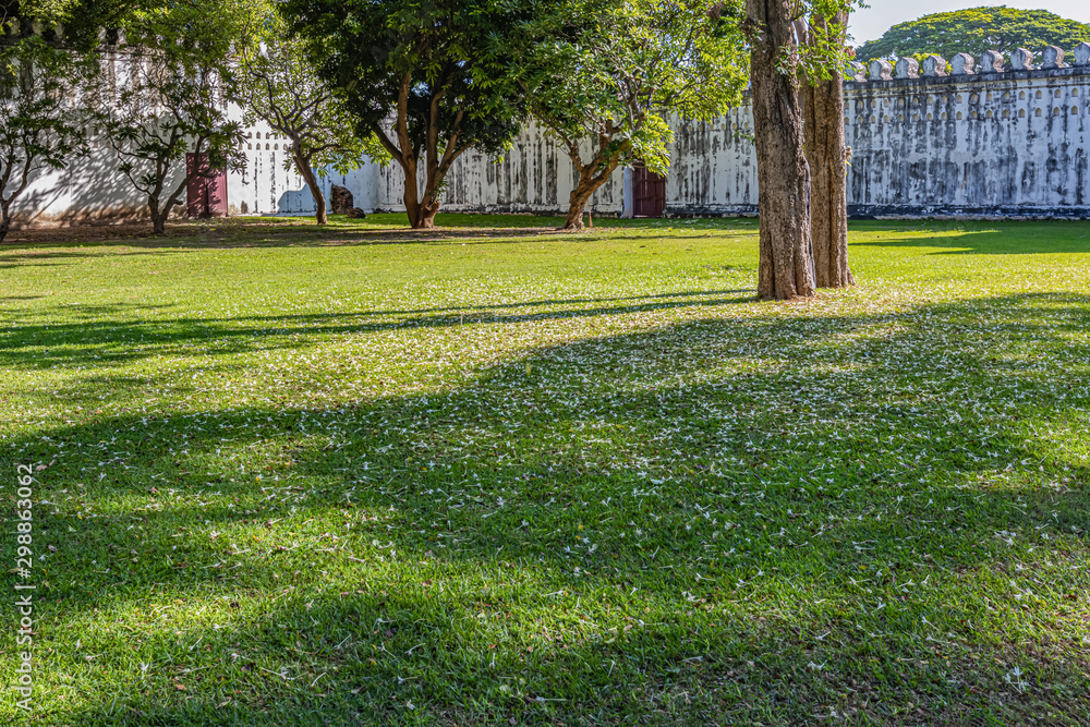 Indian cork falling on the ground It's so beautiful (Local name is ...