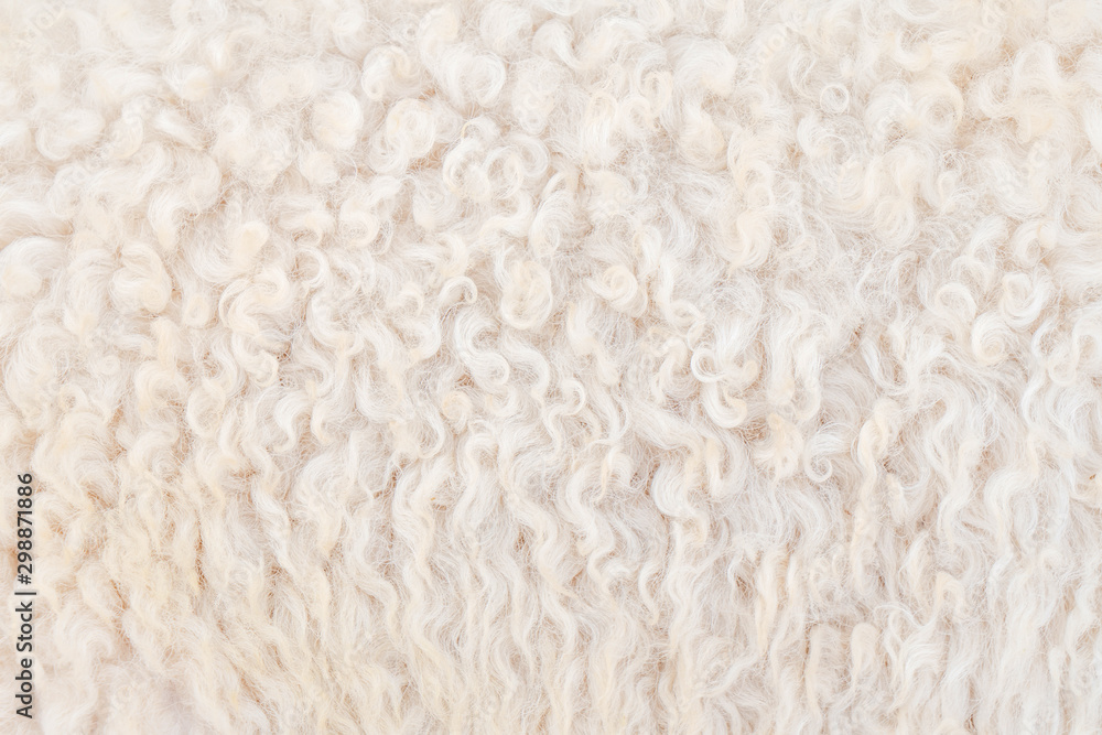 Natural fiber thermal fur wool texture background from sheep with white ...
